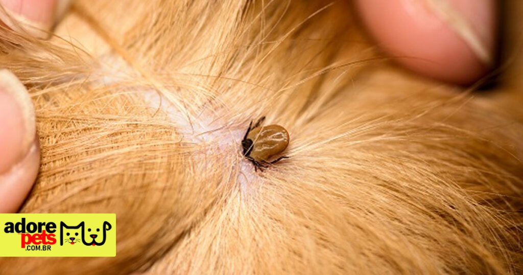 Pulgas e Carrapatos em Gatos e Cachorros, como prevenir e tratar ...