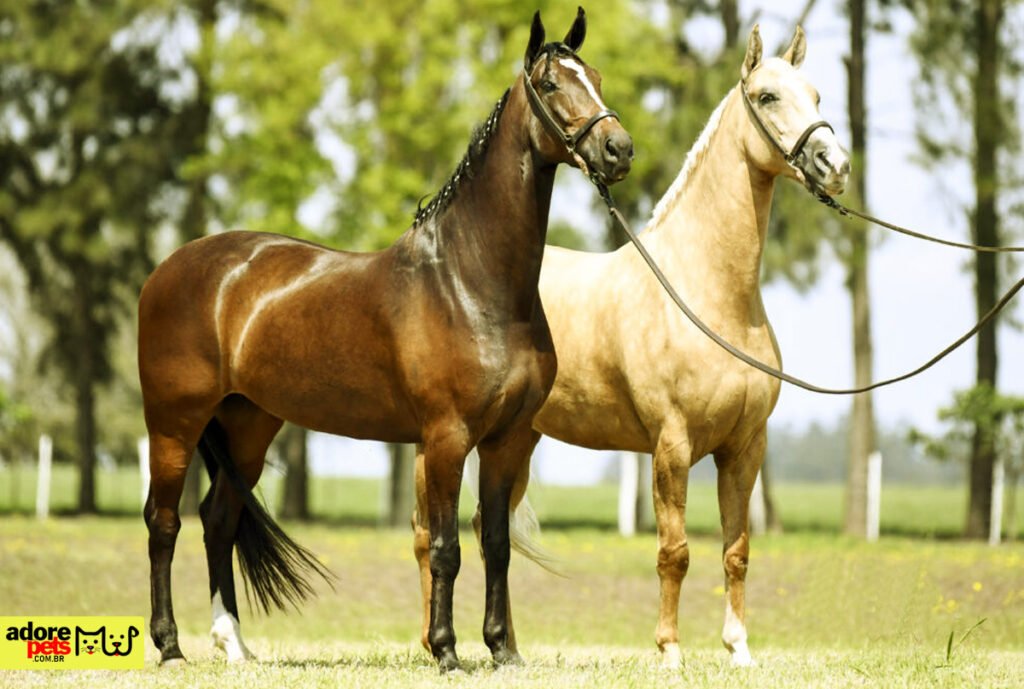 O Cavalo é um animal muito social, amigo e confiável - Adore Pets
