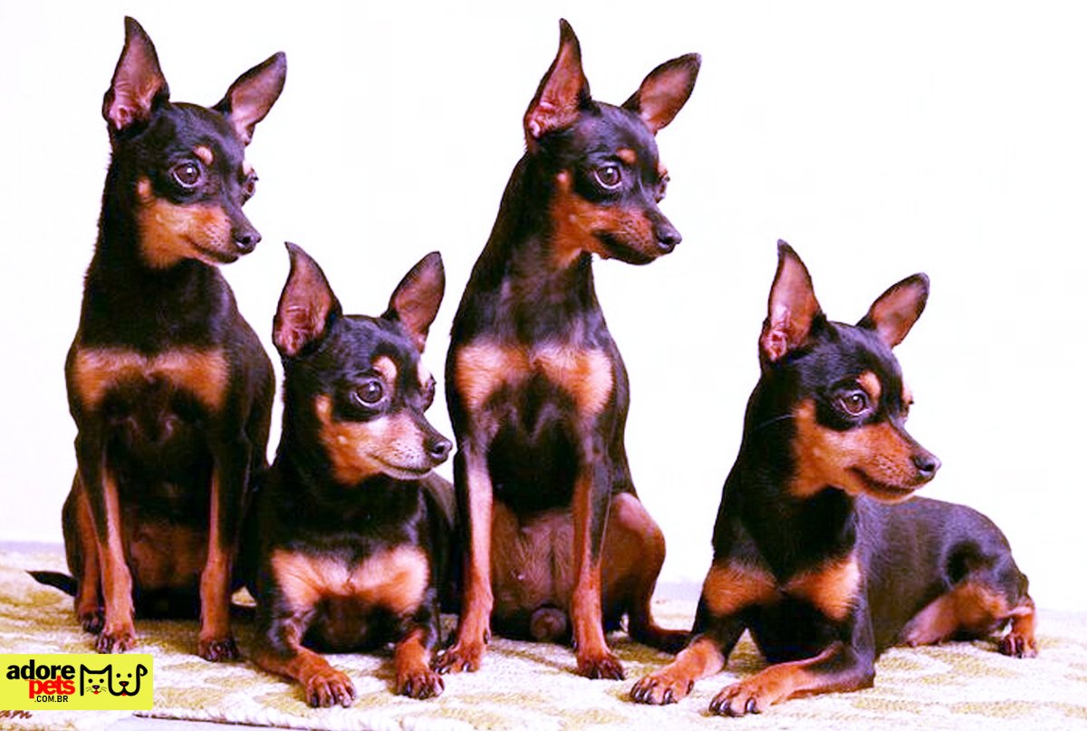 Pinscher, o pequeno cachorro com grande personalidade - Adore Pets