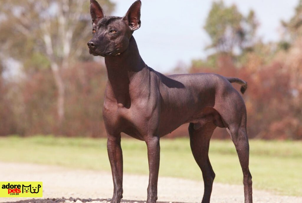 Conheça o encanto do cão Calvo Mexicano - Adore Pets