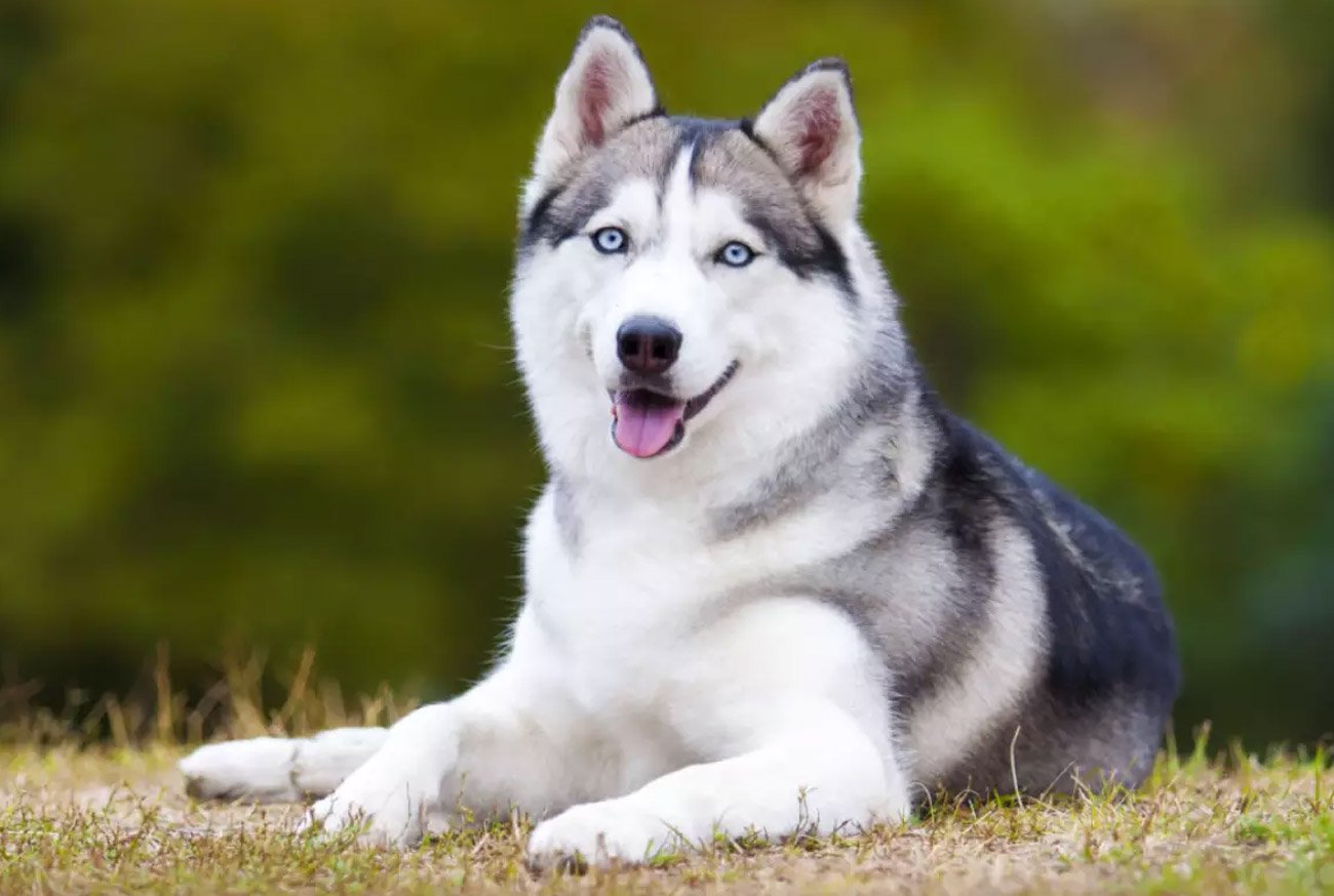 Husky Siberiano: Tudo sobre essa raça canina fascinante - Adore Pets