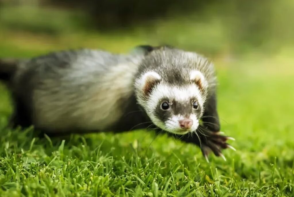 Animais de estimação pequenos: conheça os 10 mais amados no Brasil ...