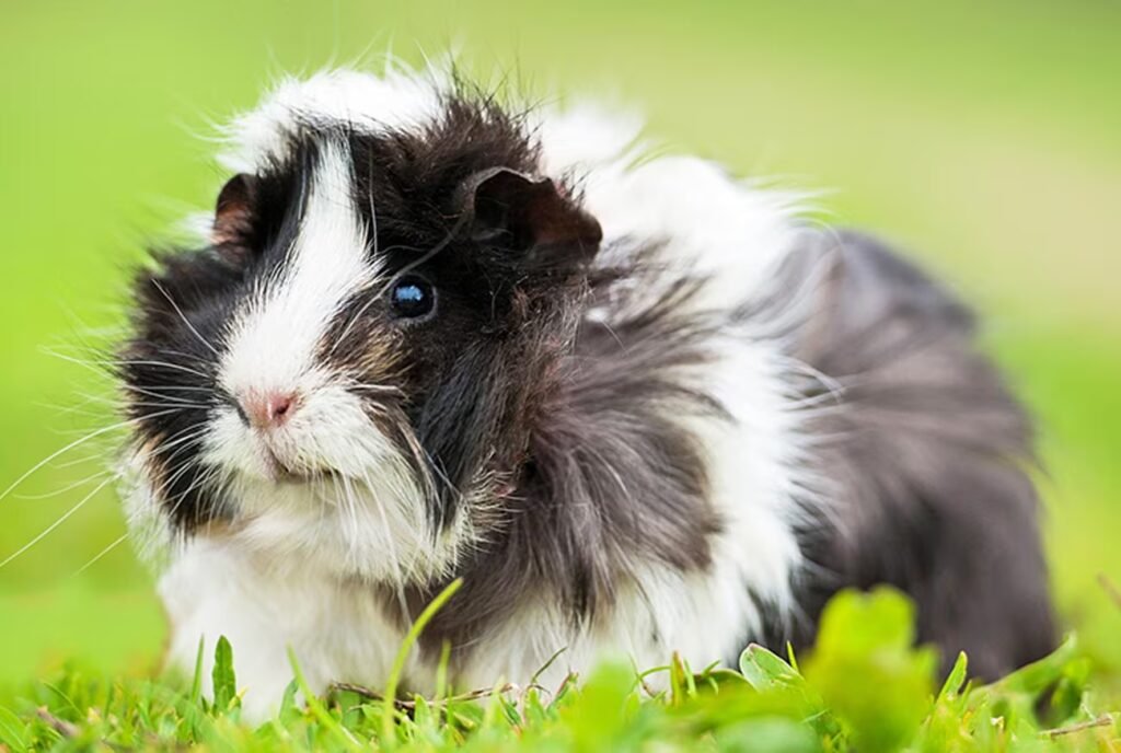 Animais de estimação pequenos: conheça os 10 mais amados no Brasil ...